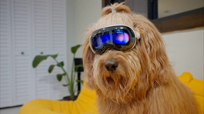狗狗也能玩 Apple Vision Pro ？國外網友使用 Vision Pro 進行虛擬遛狗 - 電腦王阿達
