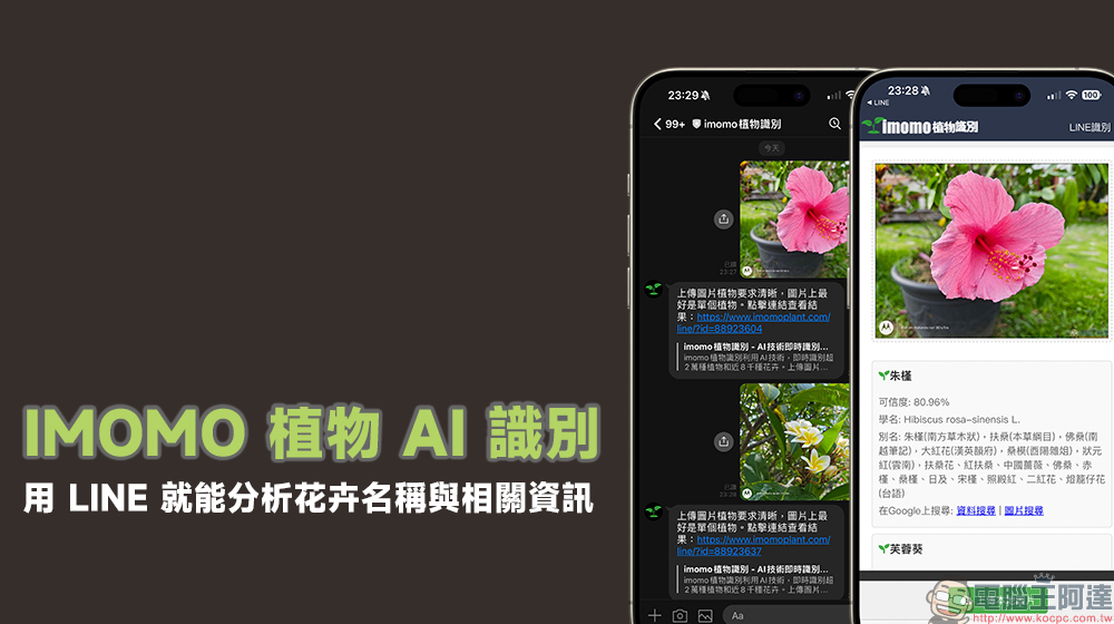 IMOMO 植物 AI 識別功能，眼前的是什麼花？用 LINE 就能分析花卉名稱與相關資訊 - 電腦王阿達